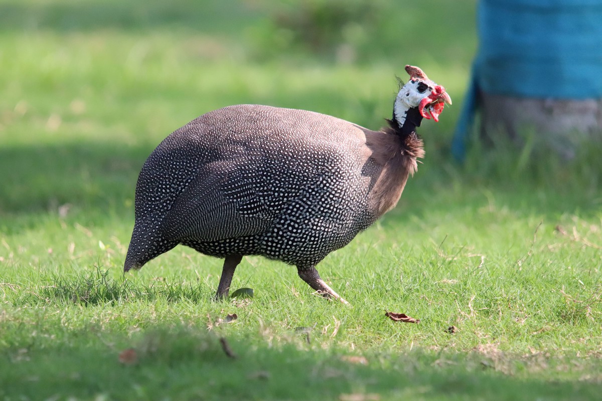 觅食的珍珠鸡（提前祝各位师友新春佳节快乐！）-中关村在线摄影论坛