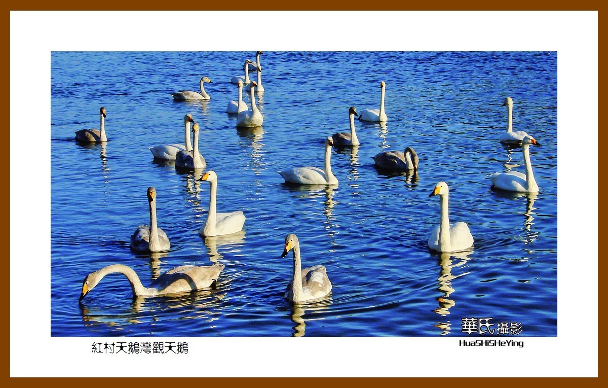 2023西行游记（途中003）—红村天鹅湾观天鹅之一（辽宁朝阳北票县）-中关村在线摄影论坛