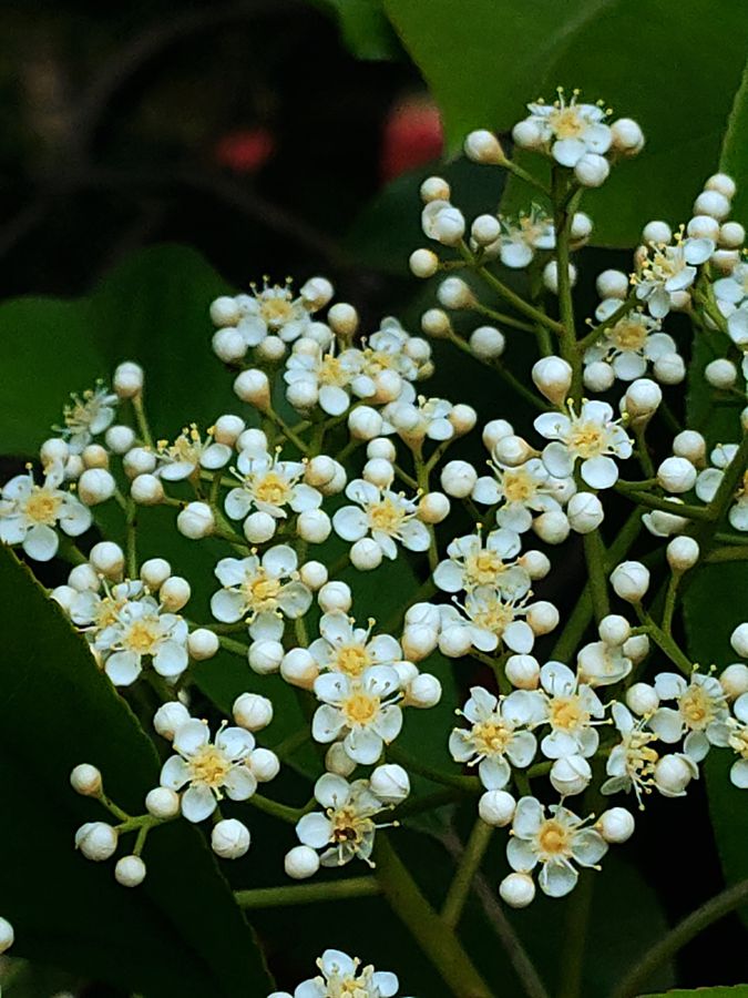 花卉系列【4031】-中关村在线摄影论坛