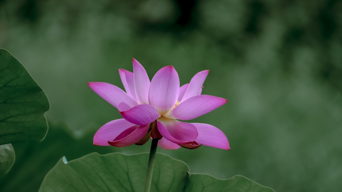 夏游玉渊潭20220723--荷花《37》-中关村在线摄影论坛