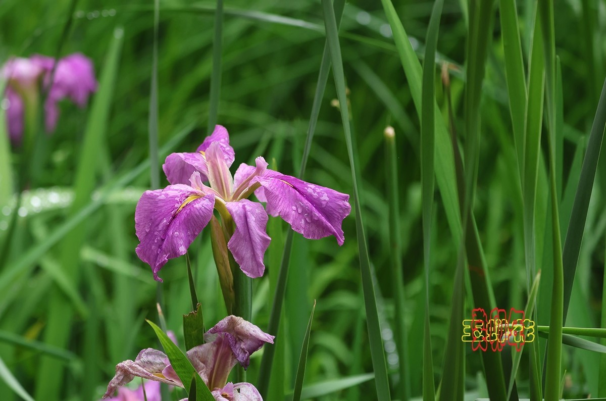 玉蝉花 4【2023-0412】-中关村在线摄影论坛