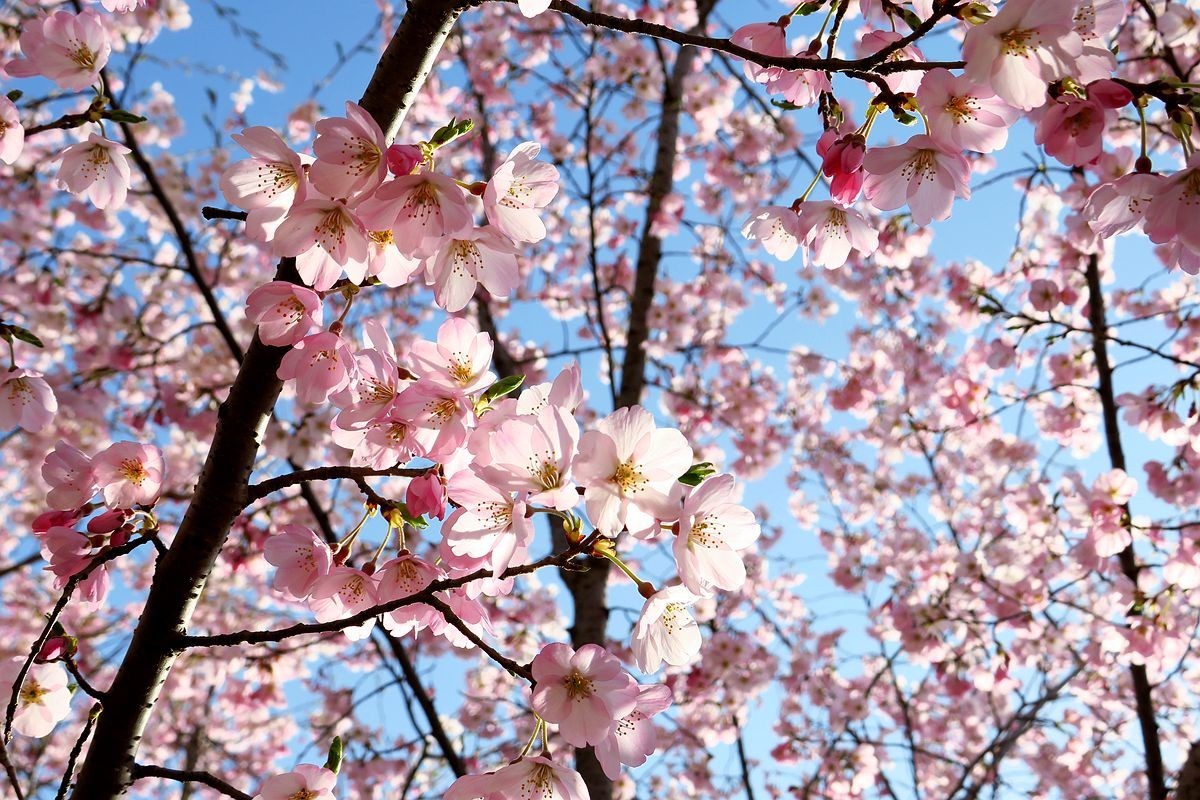 玉渊潭公园.春【一】-中关村在线摄影论坛