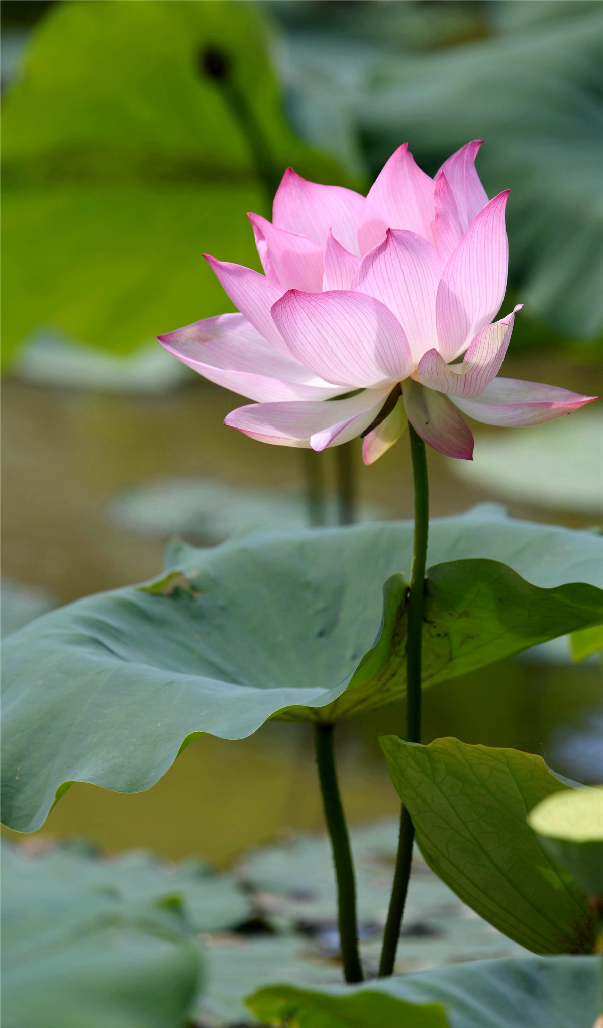 荷花-中关村在线摄影论坛