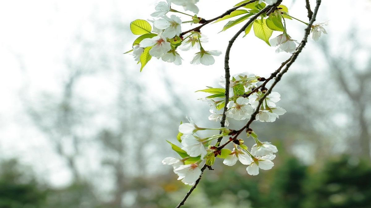 佳能百微镜头下的早樱冷艳妩媚。-中关村在线摄影论坛