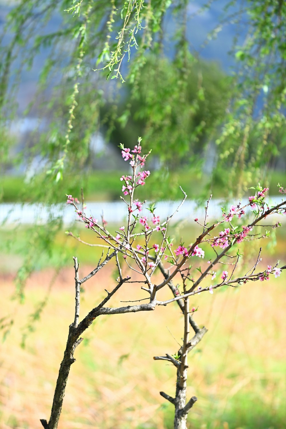 湿地公园春天之花续集-中关村在线摄影论坛