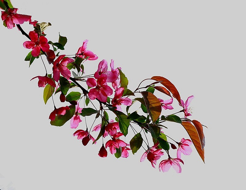 H03【不老松：纪实摄影】(1)海棠！-中关村在线摄影论坛