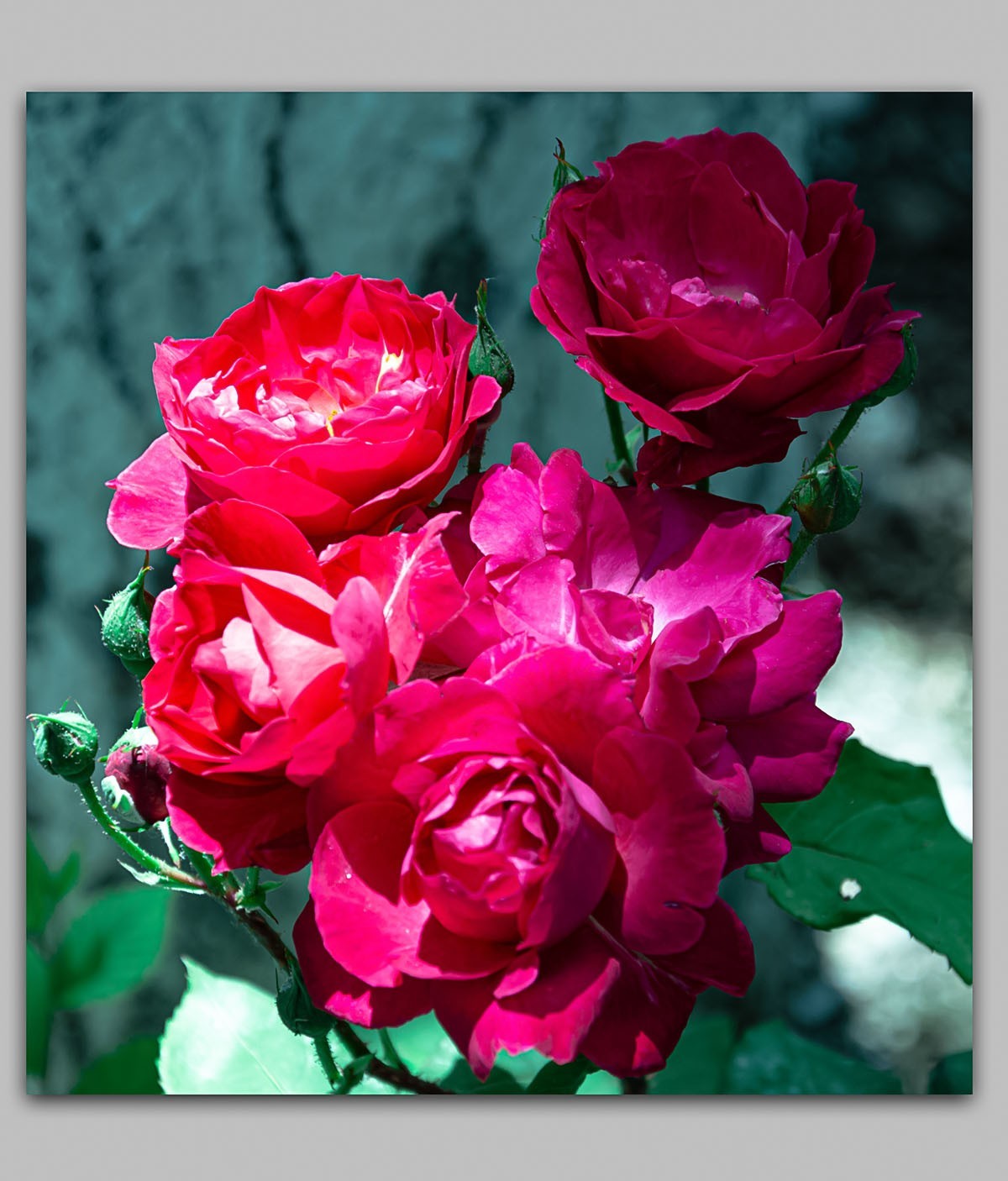 一花忆一季-中关村在线摄影论坛