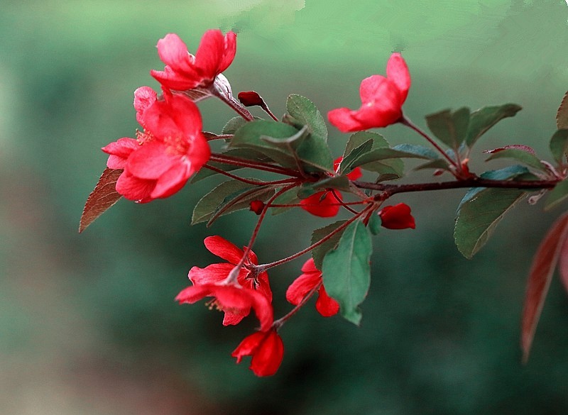 H03【不老松：纪实摄影】(1)海棠！-中关村在线摄影论坛