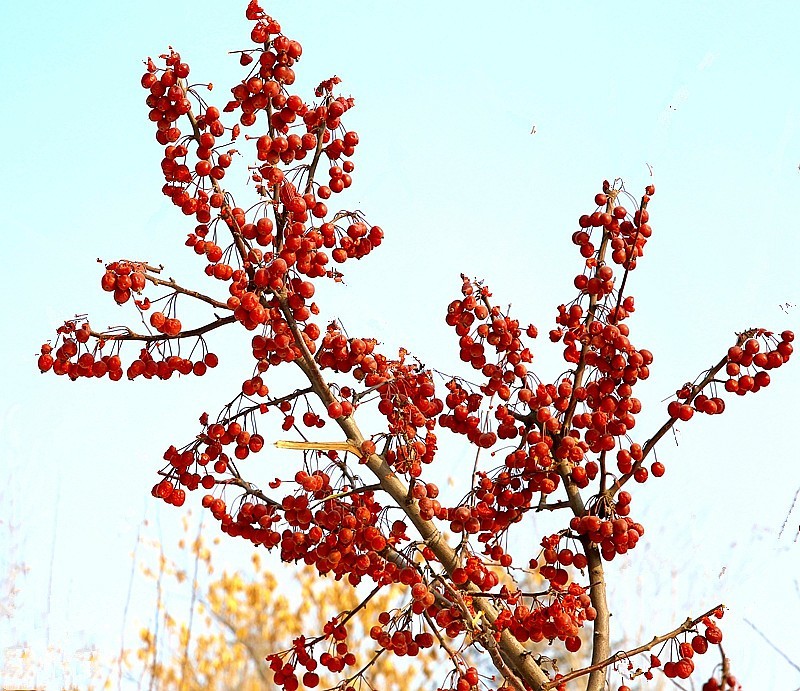 H03【不老松：纪实摄影】(6)冬天的海棠果！-中关村在线摄影论坛
