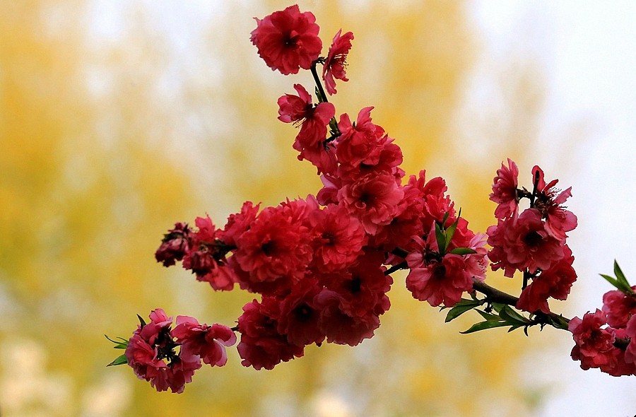 【不老松：纪实摄影】碧桃！ (4)-中关村在线摄影论坛