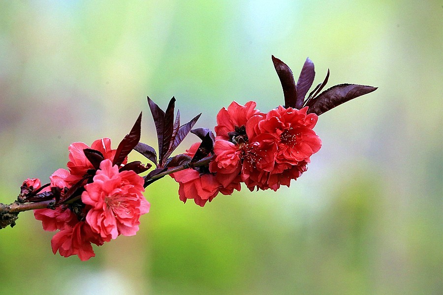 【不老松：纪实摄影】碧桃！ (4)-中关村在线摄影论坛