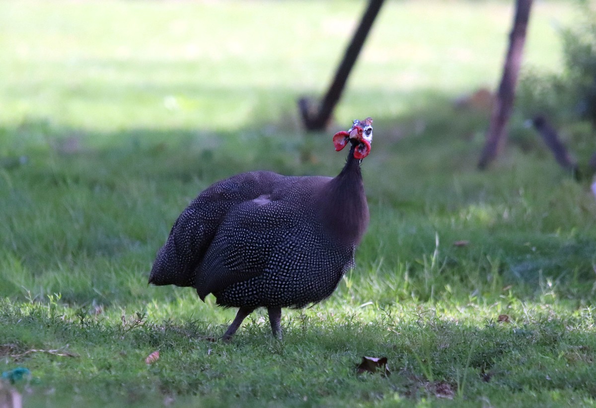 觅食的珍珠鸡2（提前祝各位师友新春佳节快乐！）-中关村在线摄影论坛
