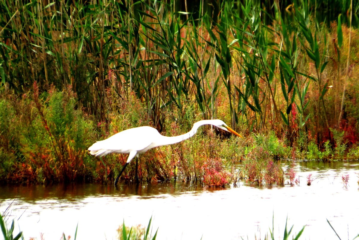 【高清图】这是个什么鸟-中关村在线摄影论坛