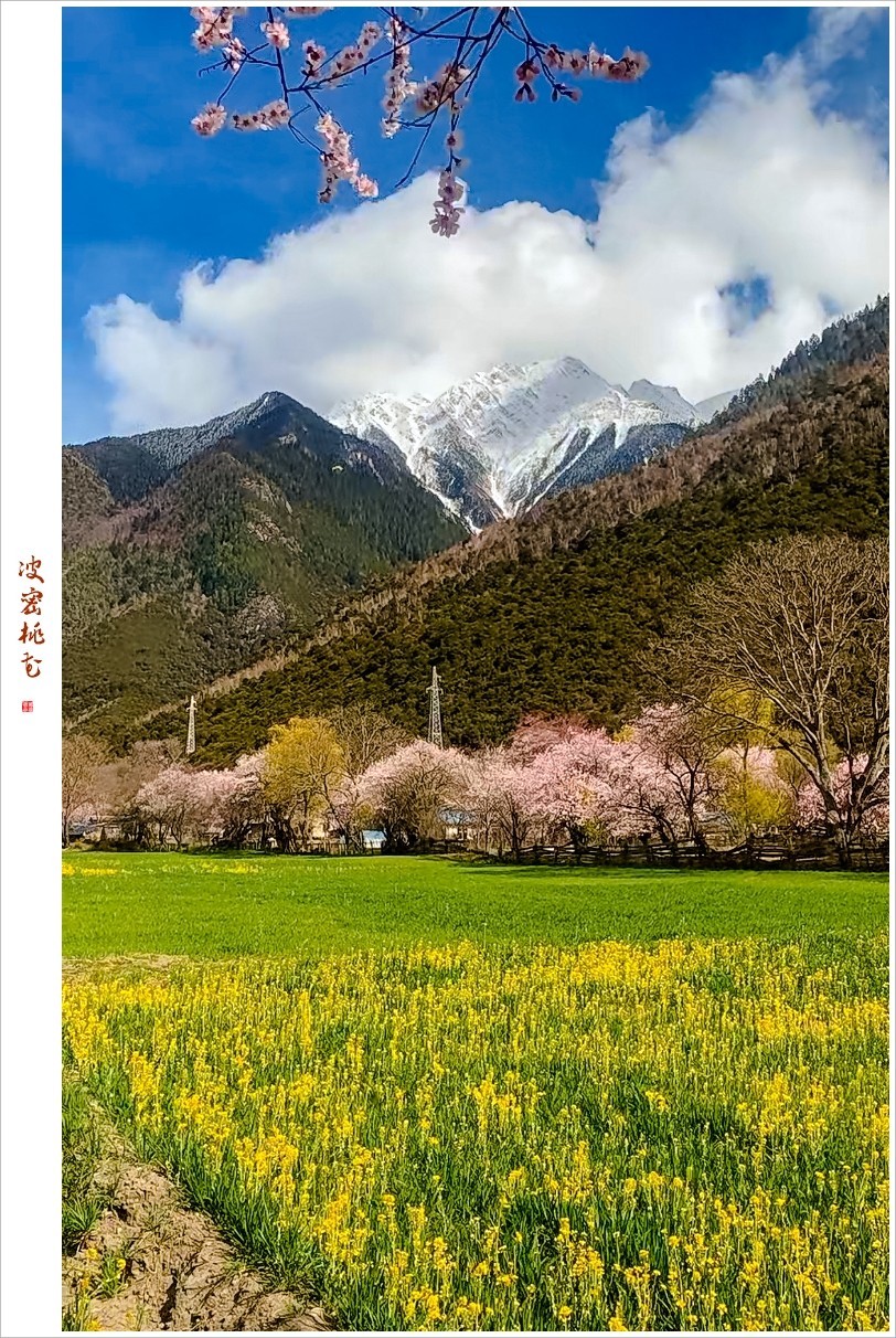 2023年第0195贴-林芝桃花抓拍（0326F）-中关村在线摄影论坛