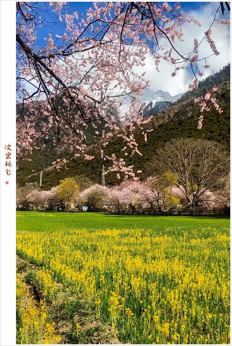 2023年第0195贴-林芝桃花抓拍（0326F）-中关村在线摄影论坛