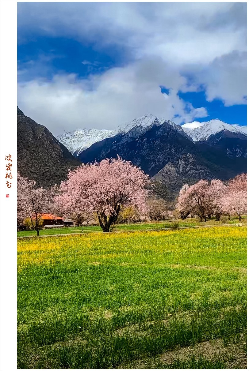 2023年第0195贴-林芝桃花抓拍（0326F）-中关村在线摄影论坛