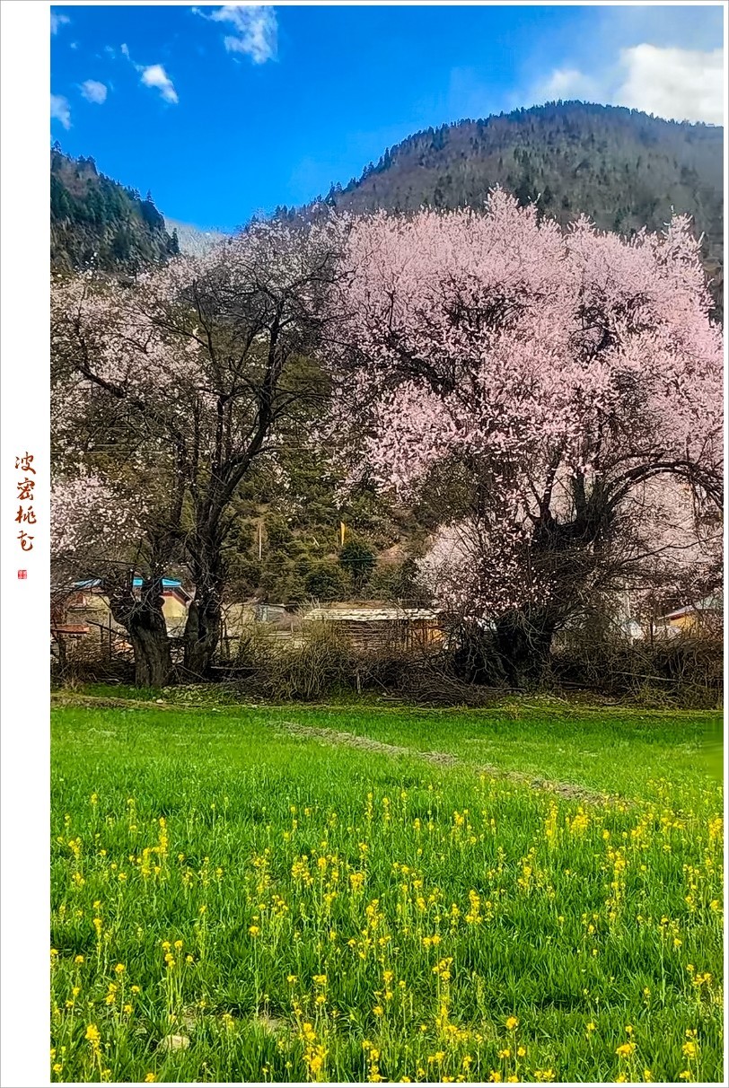 2023年第0195贴-林芝桃花抓拍（0326F）-中关村在线摄影论坛