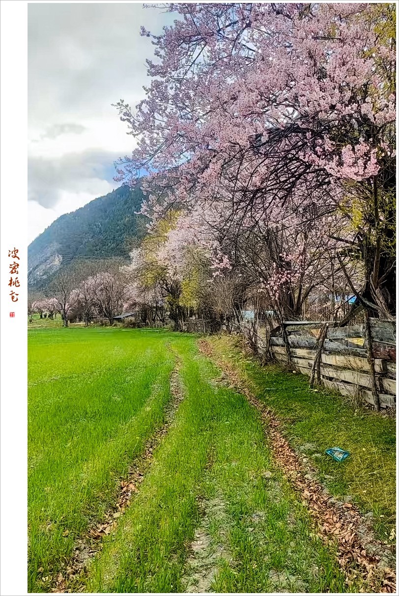 2023年第0195贴-林芝桃花抓拍（0326F）-中关村在线摄影论坛