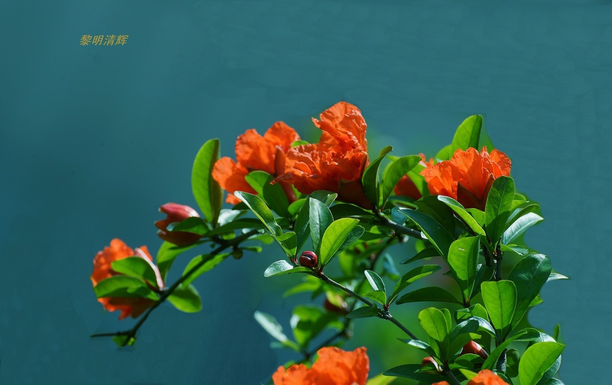 石榴花开红艳艳—3-中关村在线摄影论坛