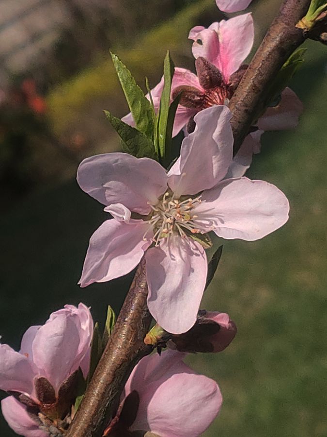 花卉系列【5222】-中关村在线摄影论坛