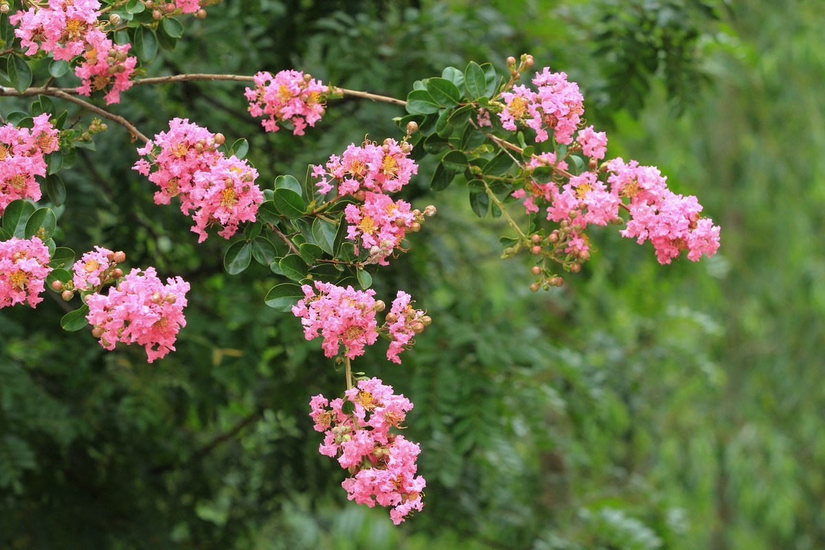 拍摄花卉一（244）-中关村在线摄影论坛