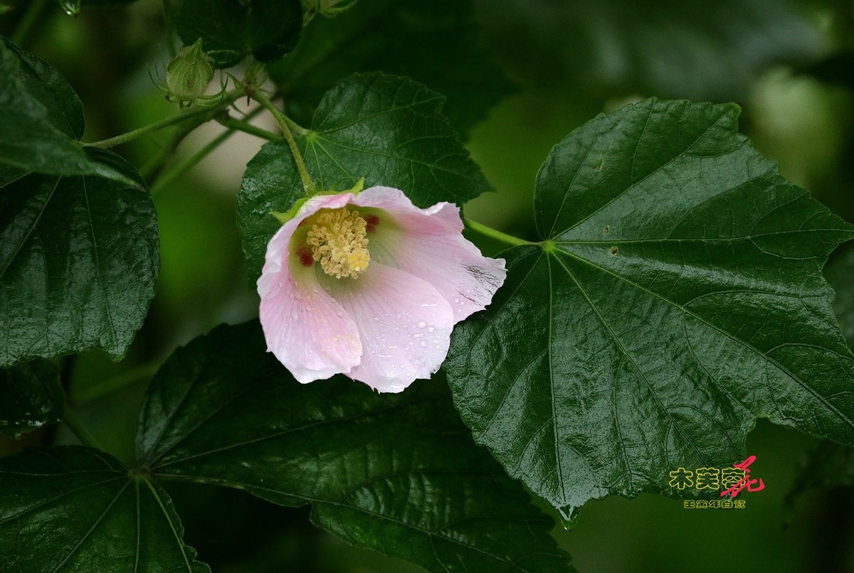 木芙蓉9【2022-0773】-中关村在线摄影论坛