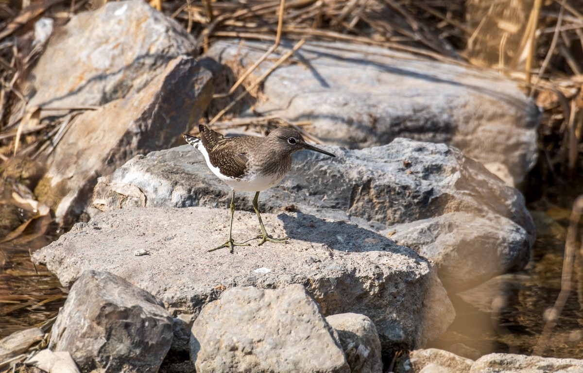 白腰草鹬鸟（十一）-中关村在线摄影论坛