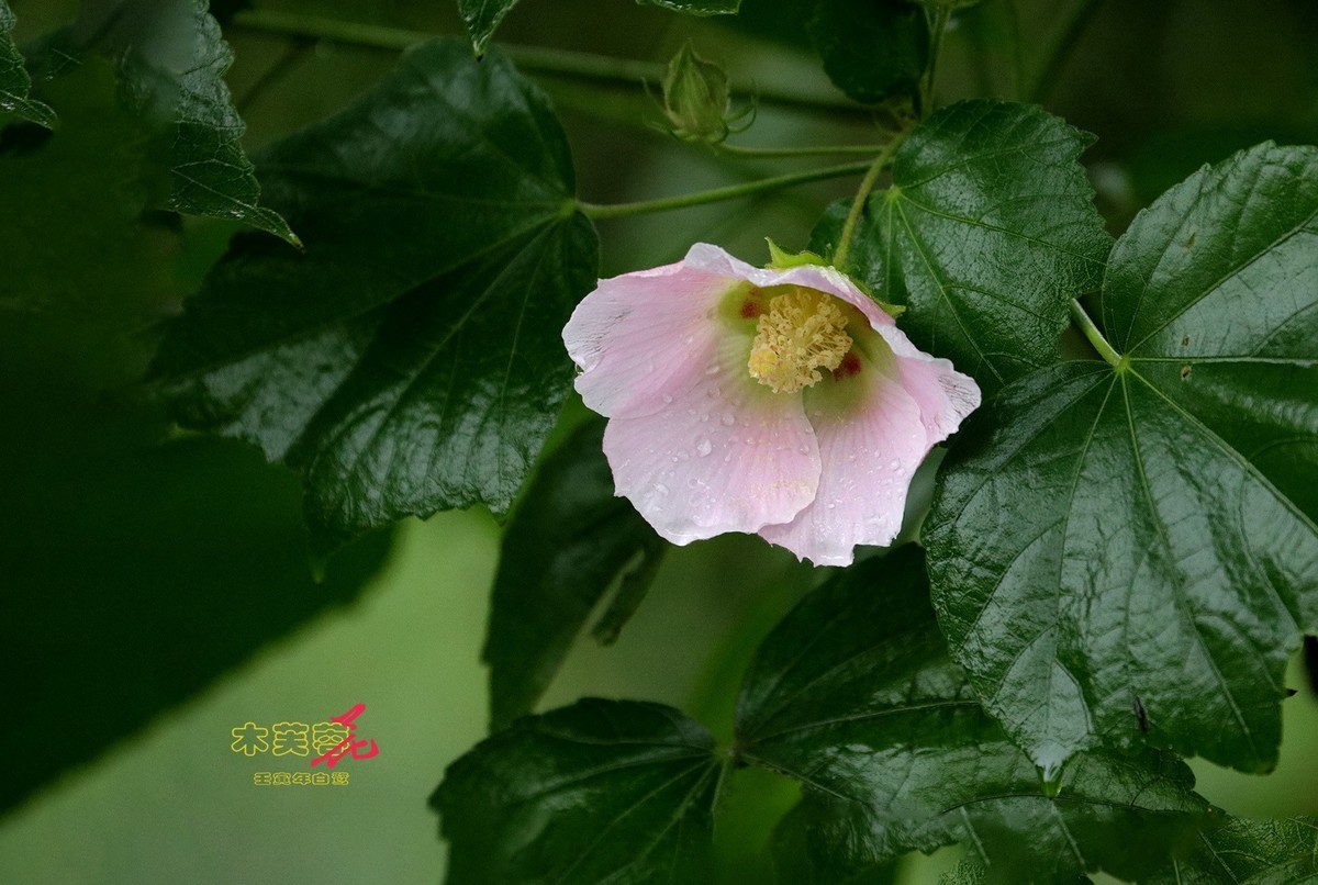 木芙蓉9【2022-0773】-中关村在线摄影论坛