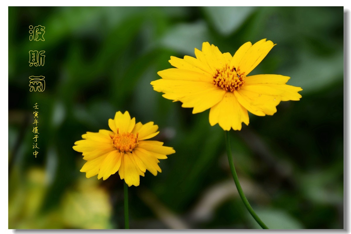 波斯菊（2022304）-中关村在线摄影论坛