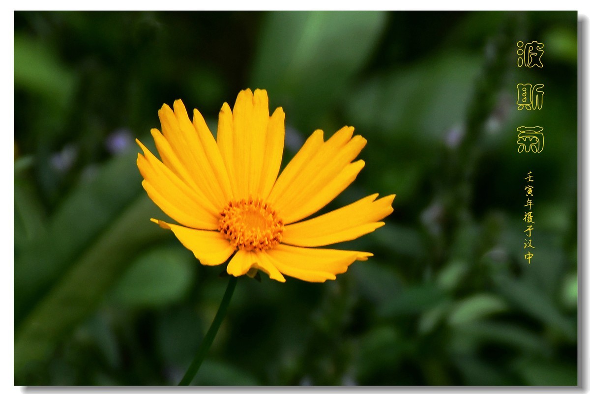 波斯菊（2022304）-中关村在线摄影论坛