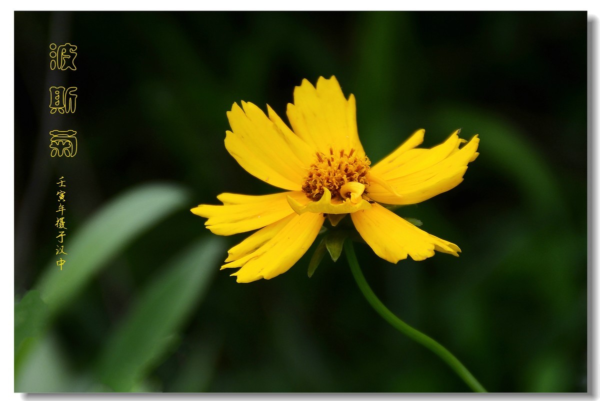 波斯菊（2022304）-中关村在线摄影论坛