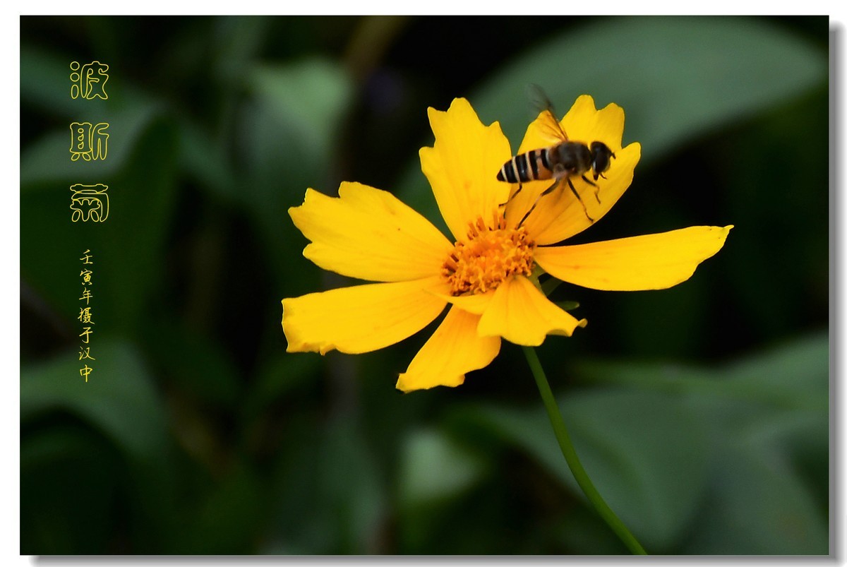 波斯菊（2022304）-中关村在线摄影论坛