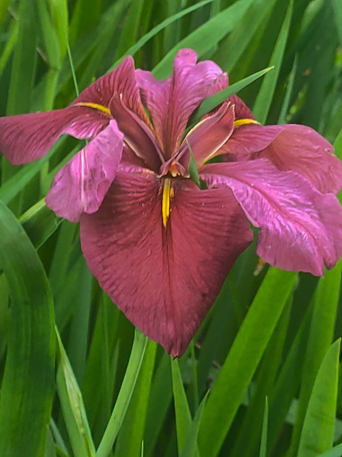 花卉系列【4550】-中关村在线摄影论坛