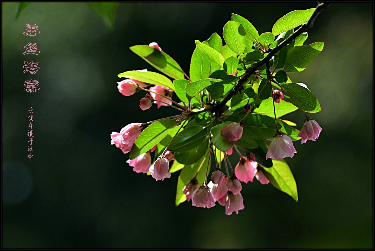 垂丝海棠 (2022276)-中关村在线摄影论坛