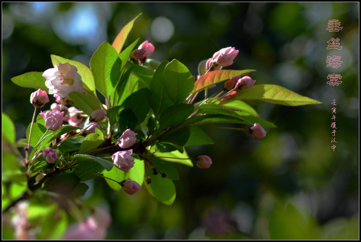 垂丝海棠 (2022276)-中关村在线摄影论坛