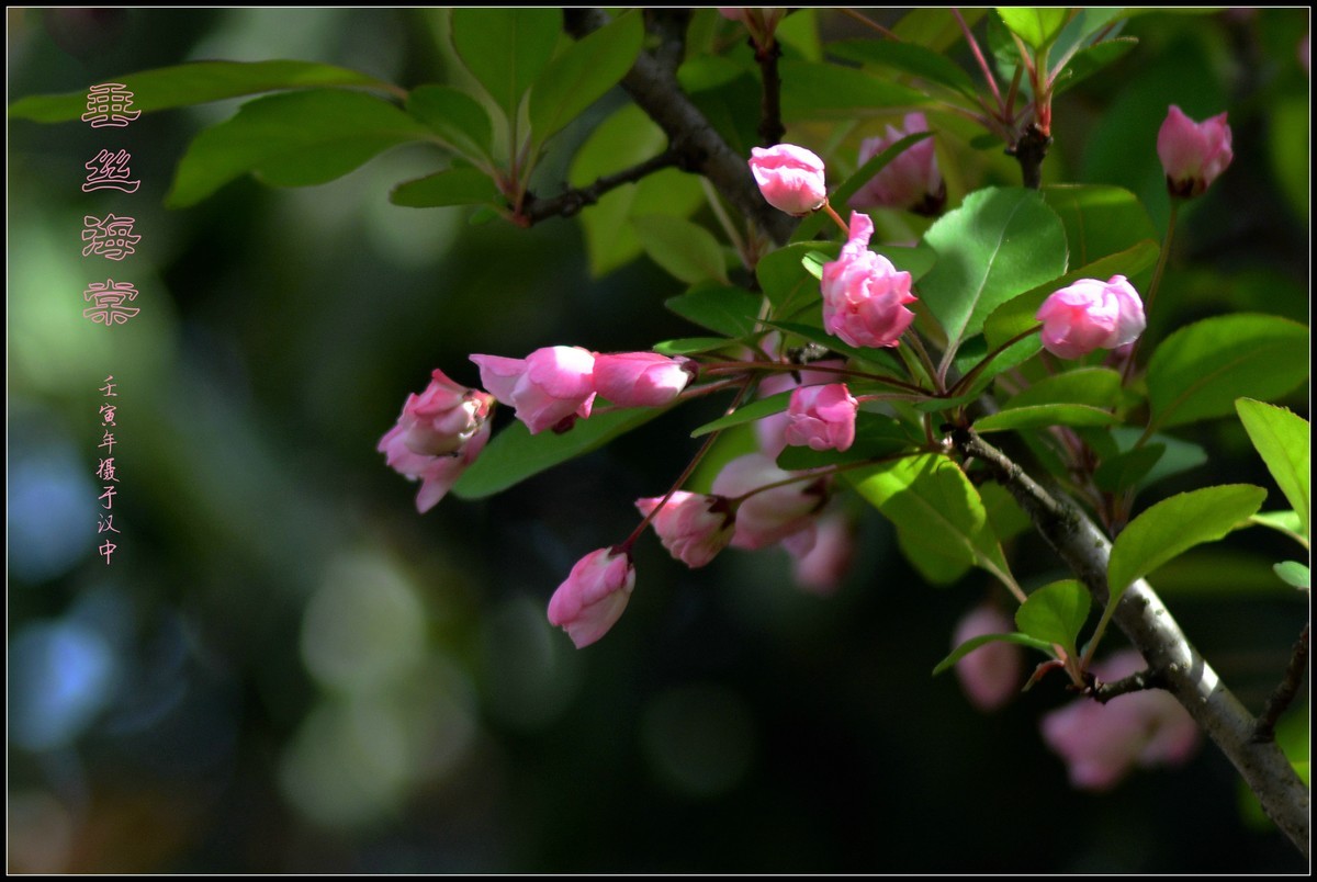 垂丝海棠 (2022276)-中关村在线摄影论坛