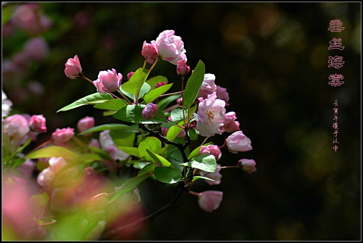 垂丝海棠 (2022276)-中关村在线摄影论坛