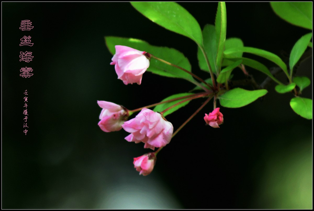 垂丝海棠 (2022276)-中关村在线摄影论坛