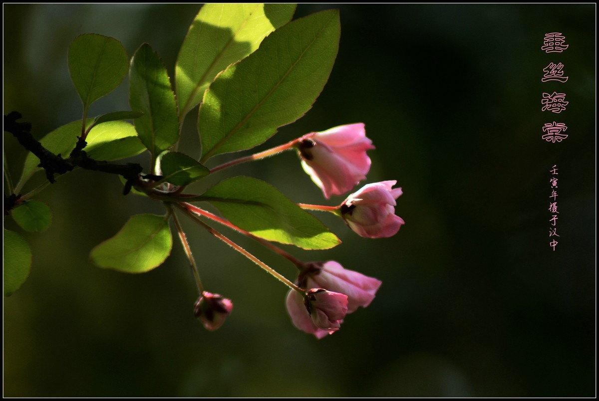 垂丝海棠 (2022276)-中关村在线摄影论坛