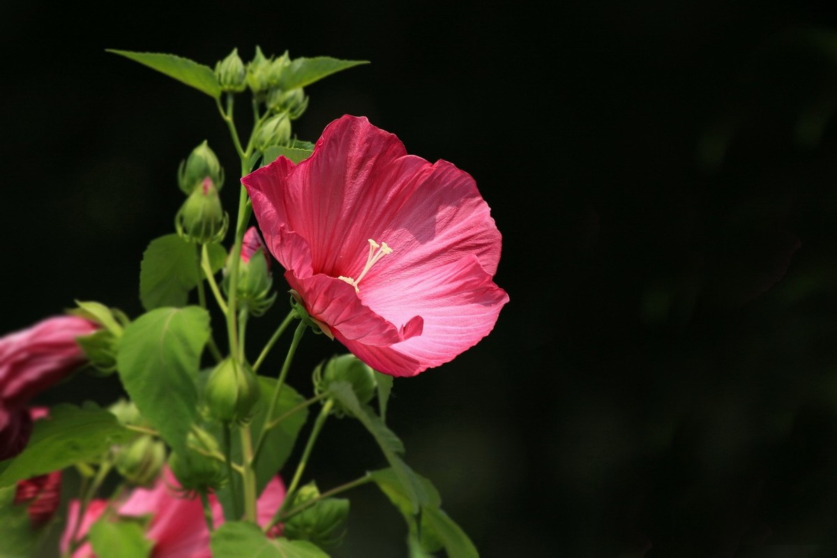 2024290 芙蓉葵-中关村在线摄影论坛