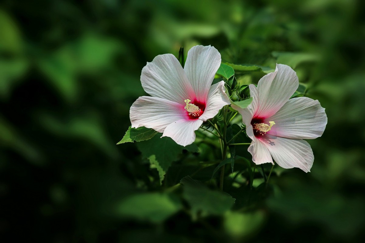 2024290 芙蓉葵-中关村在线摄影论坛