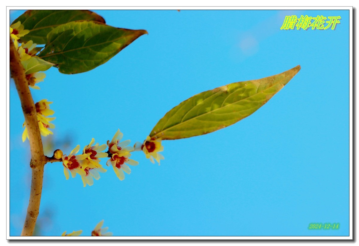 24-298 腊梅3-中关村在线摄影论坛