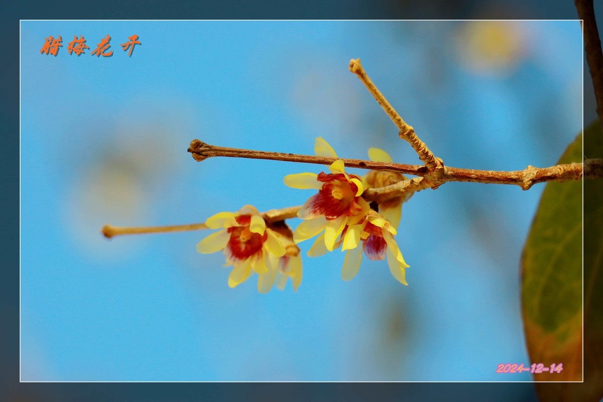 24-298 腊梅3-中关村在线摄影论坛