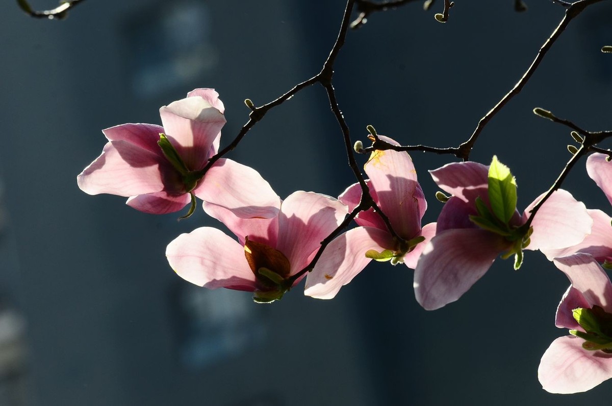 花卉系列【4901】-中关村在线摄影论坛