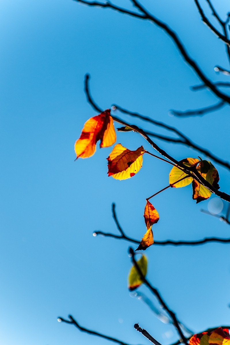 一片“秋色”拜望各位D3/D3S/D4/D4s/D5/D6D系列师友，祝秋日安好！-中关村在线摄影论坛