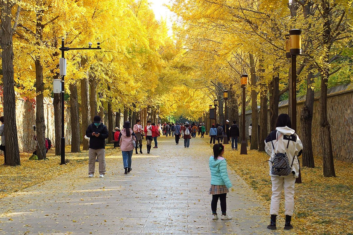 秋叶【二】-中关村在线摄影论坛