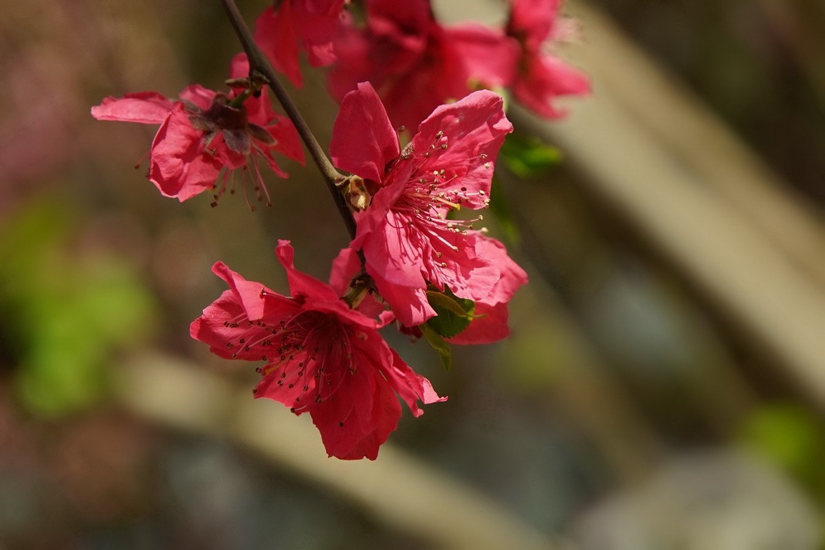2025002 红梅花-中关村在线摄影论坛