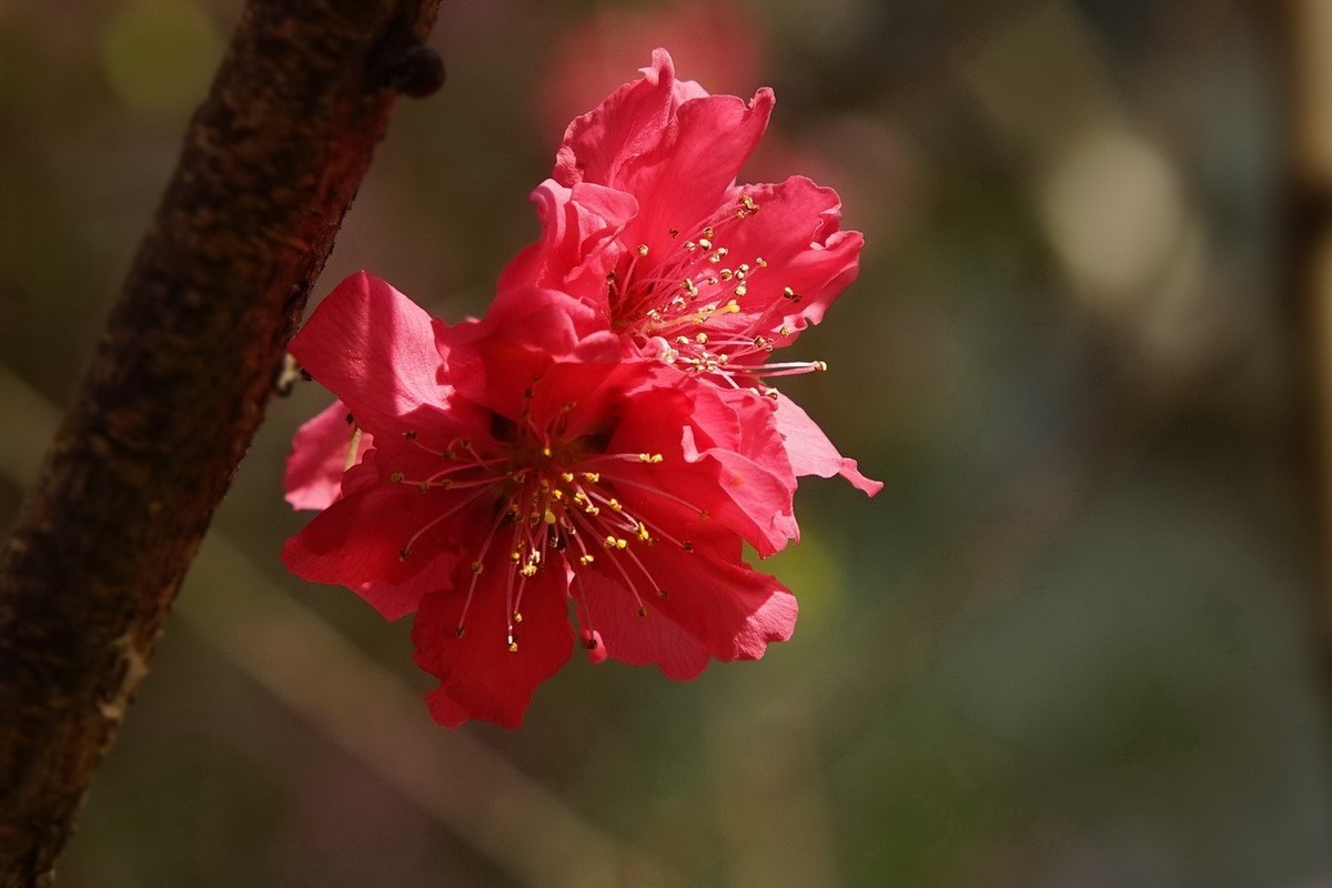 2025002 红梅花-中关村在线摄影论坛