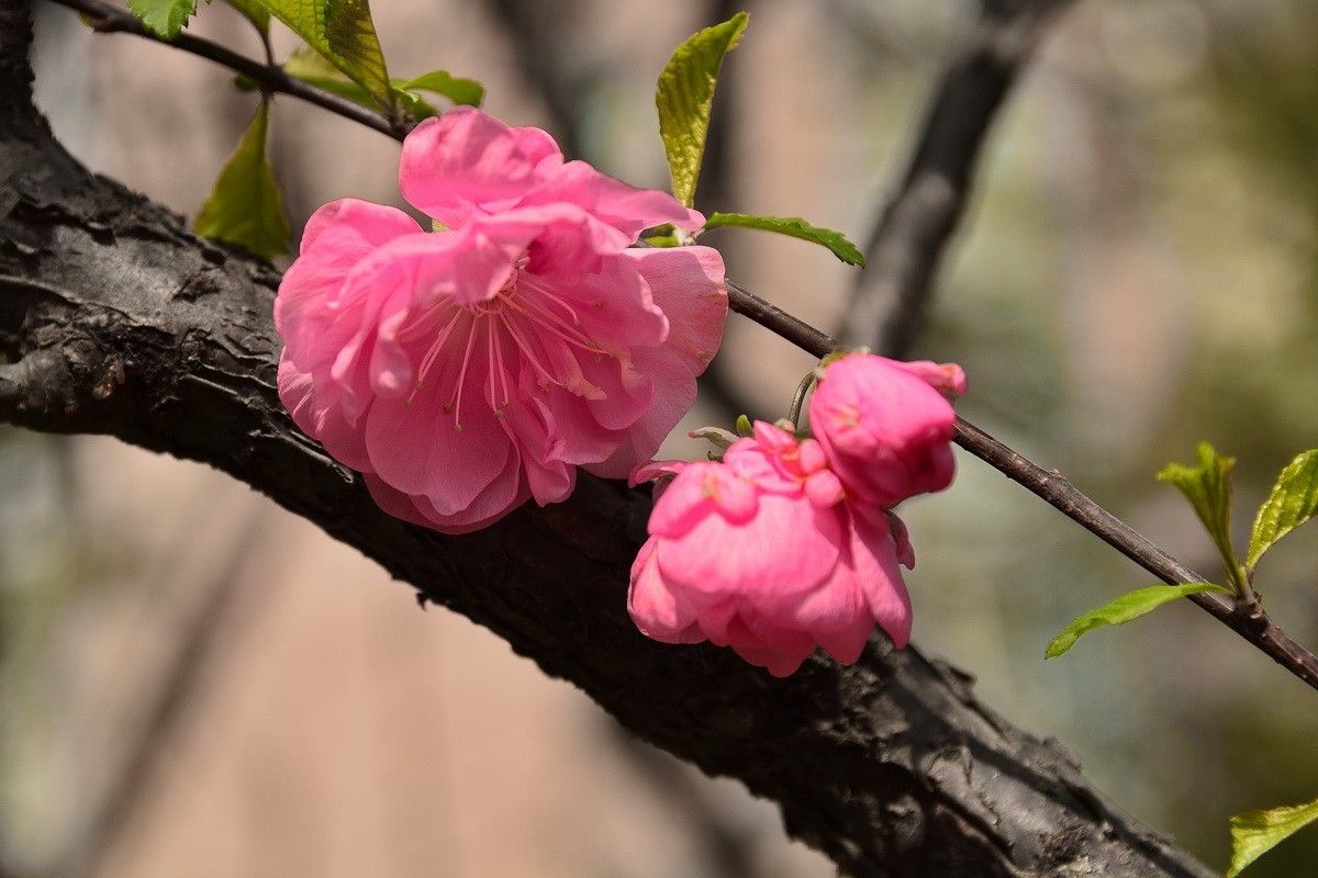 2024014 春梅绽放-中关村在线摄影论坛