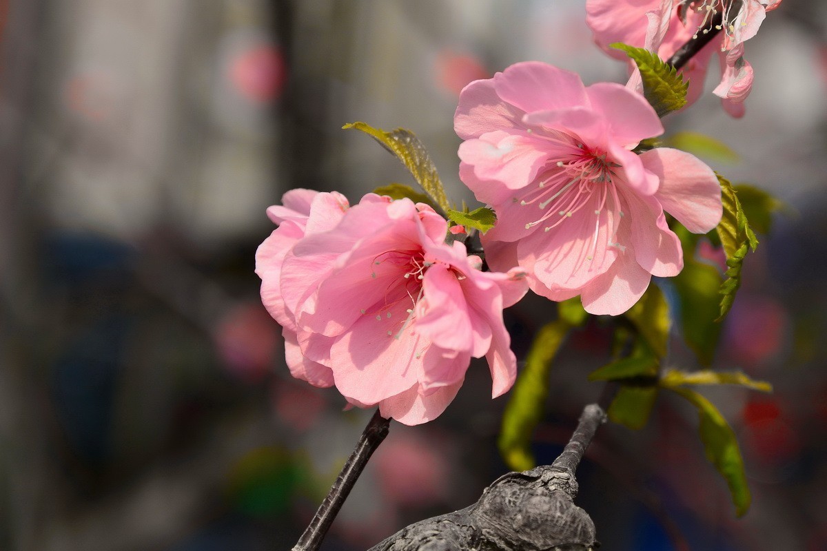 2024014 春梅绽放-中关村在线摄影论坛